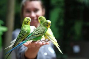 18 Cheapest Pets to Own - From Frugal to Free